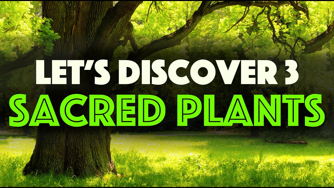 3 SACRED PLANTS: Navigating the Spiritual Significance of Sacred Plants ...