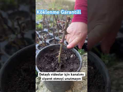 1 Dk Gül Köklendirme, Dalından Gül Çoğaltma, Dalından Gül Köklendirme, Growing Roses From Cuttings