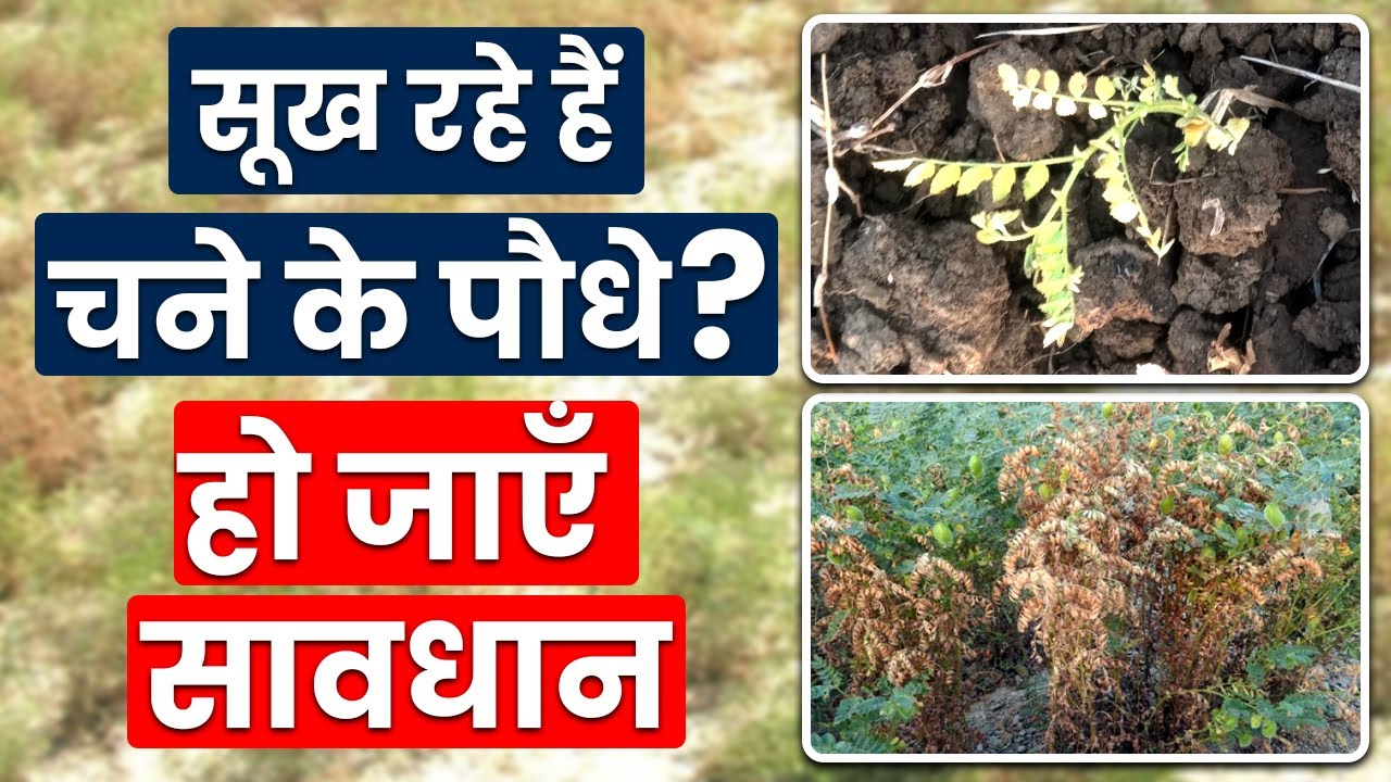 चने की फसल में उकठा रोग का नियंत्रण - Control of Wilt in Gram ...