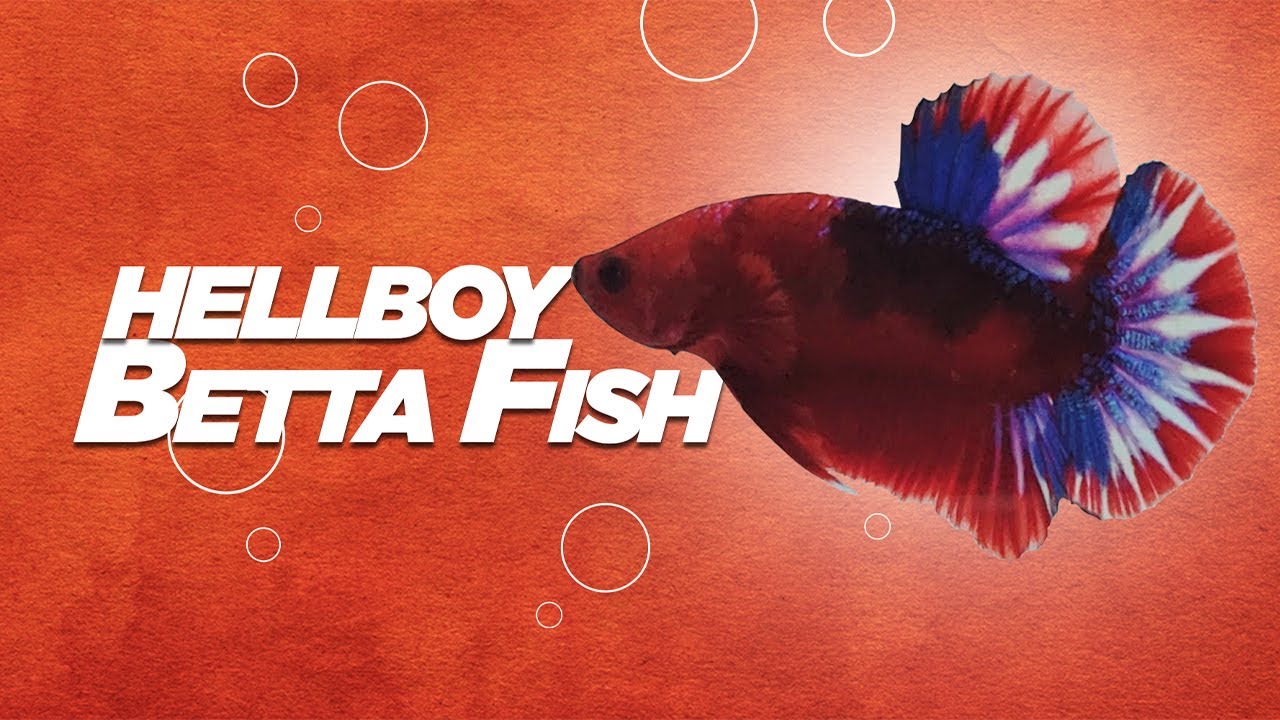 Hellboy Betta Fish | Hellboy Betta Fish for Sale | Hellboy Bold ...