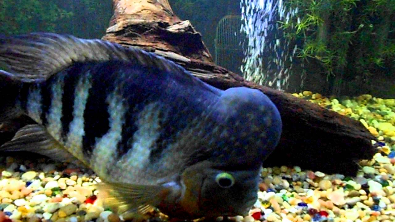 Craig's Barred Midas Cichlid in 120 gallon tank - YouTube