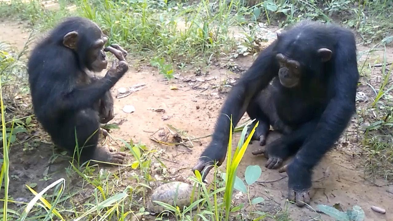 Confused Chimpanzees Meet Tortoise - YouTube