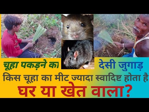 चूहा पकड़ने का देसी जुगाड़।।मुसहर चूहा ऐसे पकड़ते हैं।।धुक्की।Traditional technique for rat trapping.