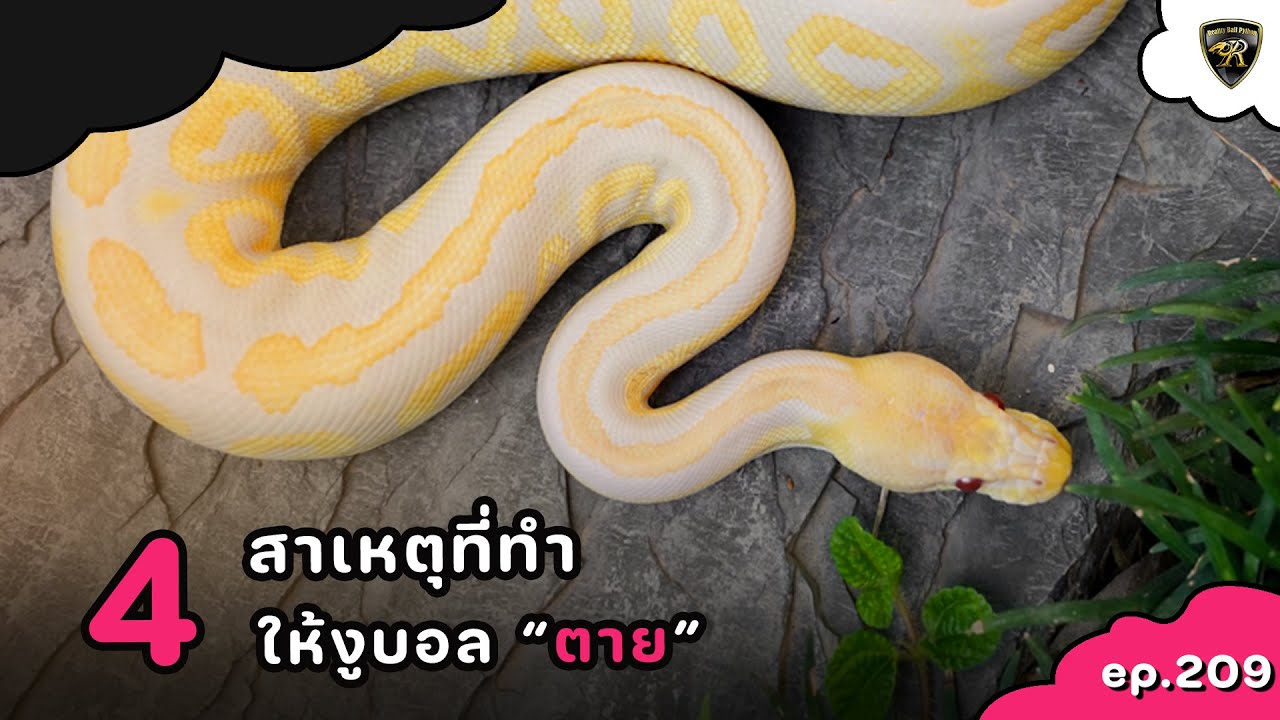 4 สาเหตุหลักที่ทำให้งูบอลตาย【 EP.209| 4K 】#realityballpython #ballpython - YouTube
