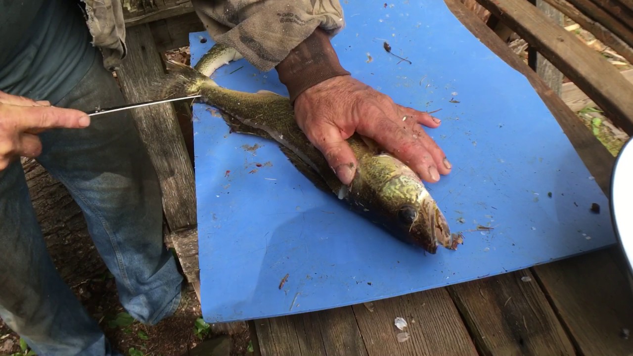 How to filet a walleye - YouTube