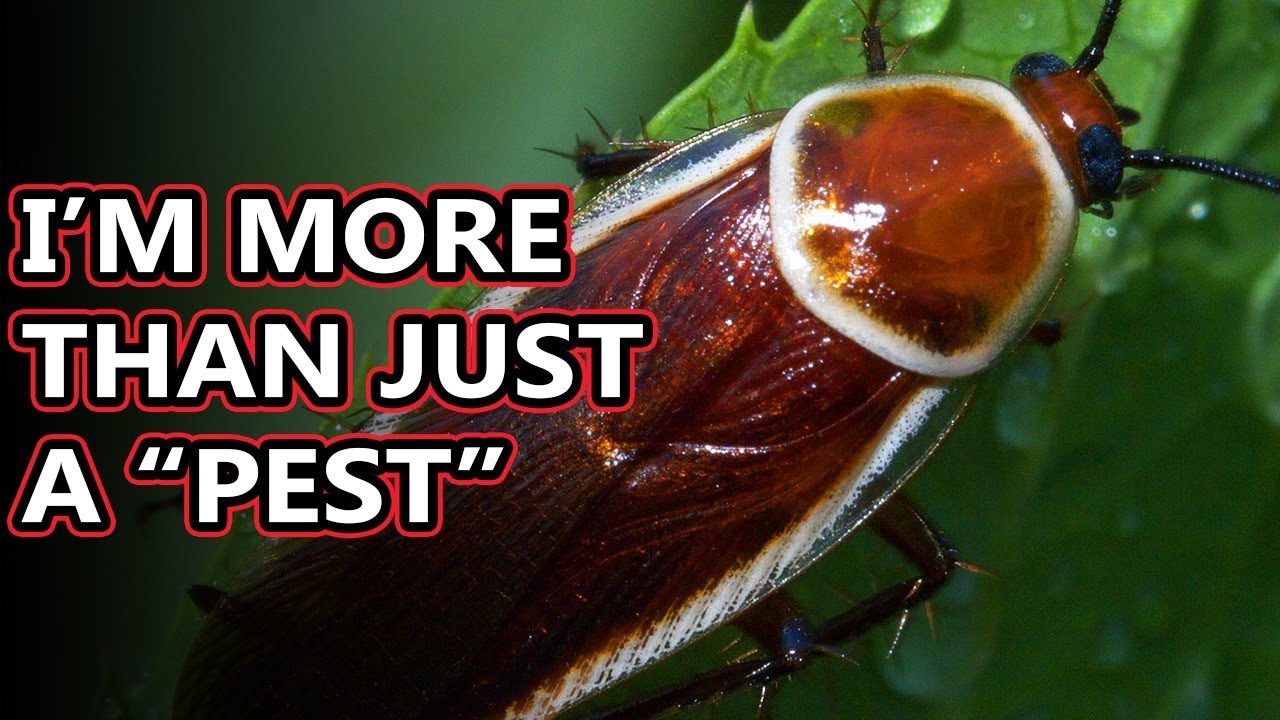 Cockroach facts: you only know a few of them | Animal Fact Files - YouTube