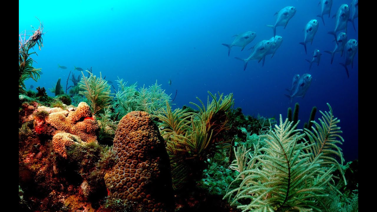 Michelle Courtney Berry's "Deep Dive Meditation" - YouTube