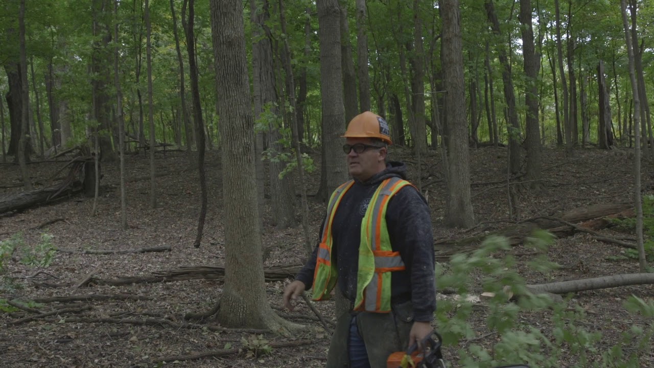 Timber Stand Improvement & Felling Small Trees - YouTube
