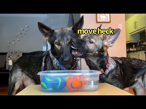 The Doggo Olympics - YouTube