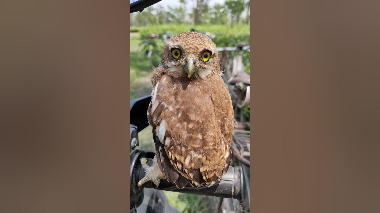 🦉 Up Close with the Javan Owlet 🦉 #owl #wink - YouTube