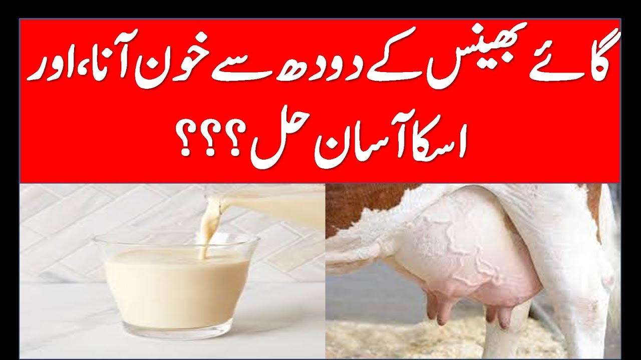 Blood in Milk|Blood coming from Udder in Cow Buffalo |گاۓ بھینس کے تھن ...