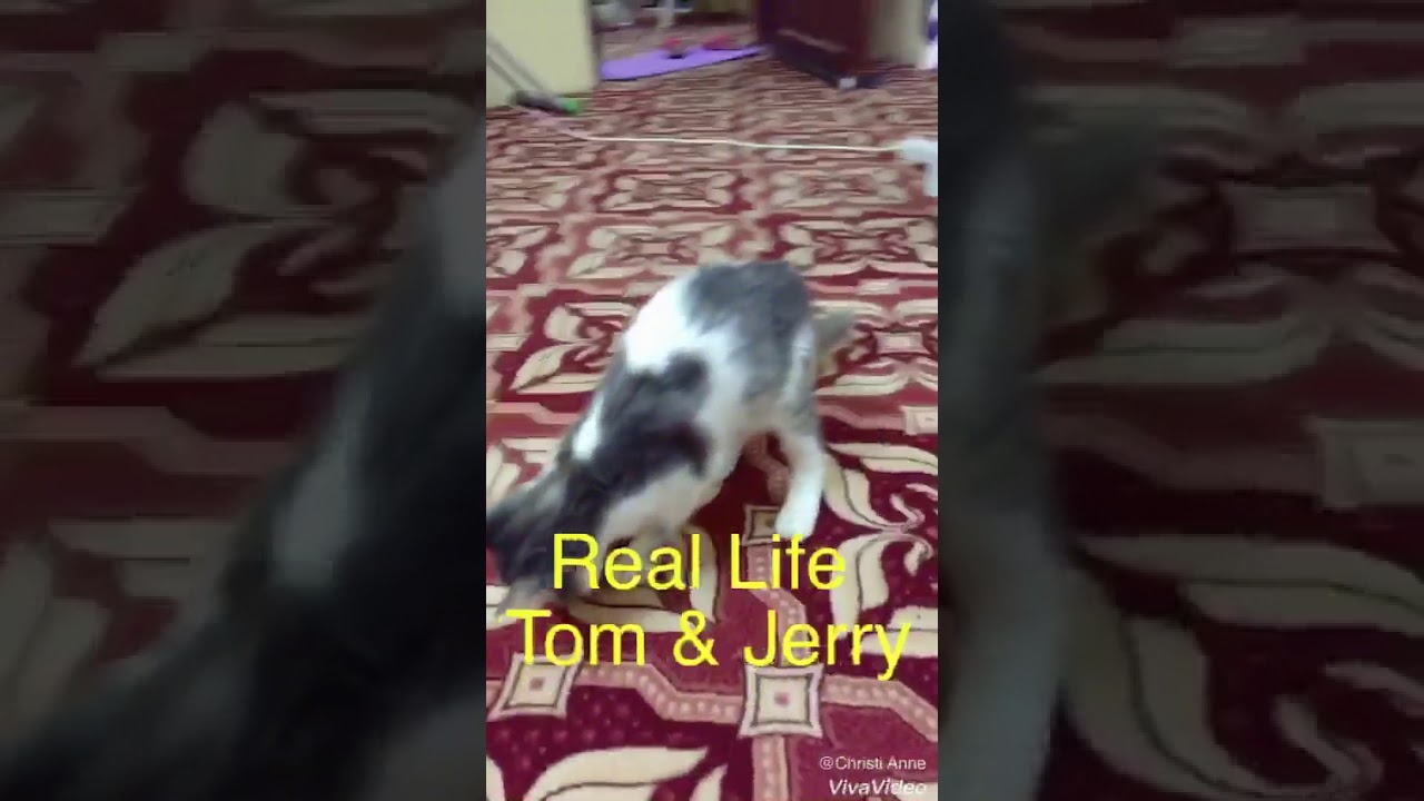 My Real Life Tom & Jerry - YouTube