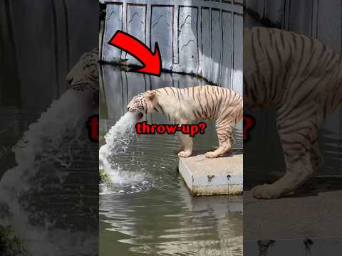 SICK TIGER RESCUE! #animals #animalrescue #animalstories #cute #animals #cuteanimals #tiger