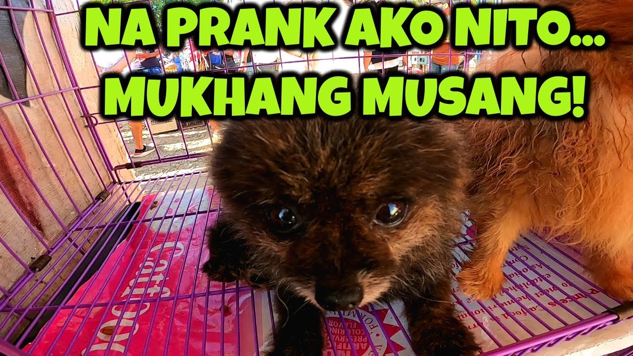 TIANGGEAN SA BOCAUE pt.2/ KAKAIBA ITO, MUKHANG WILD CAT ANG PUPPY ...