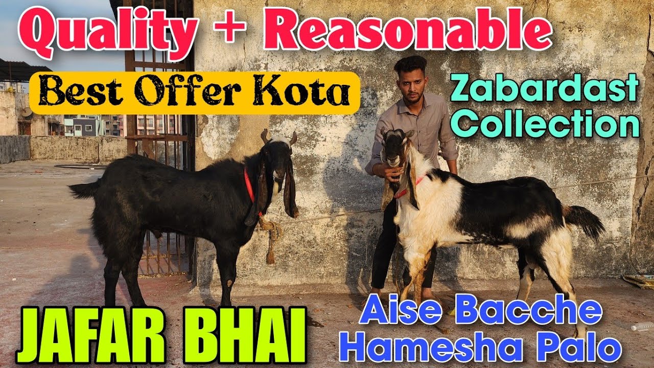 Best Offer Kota Andul Goat At JAFAR BHAI Bhiwandi | Quality ...