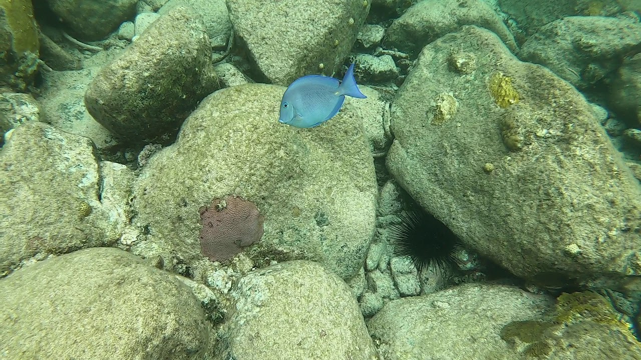 Snorkeling at Creole Rock - St Maarten 2019 - YouTube
