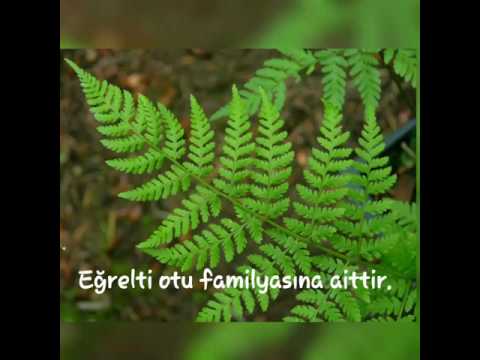 Eğrelti otu