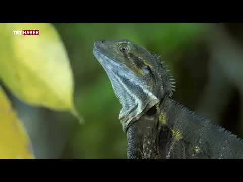 Orman Gezegeni 8. Bölüm