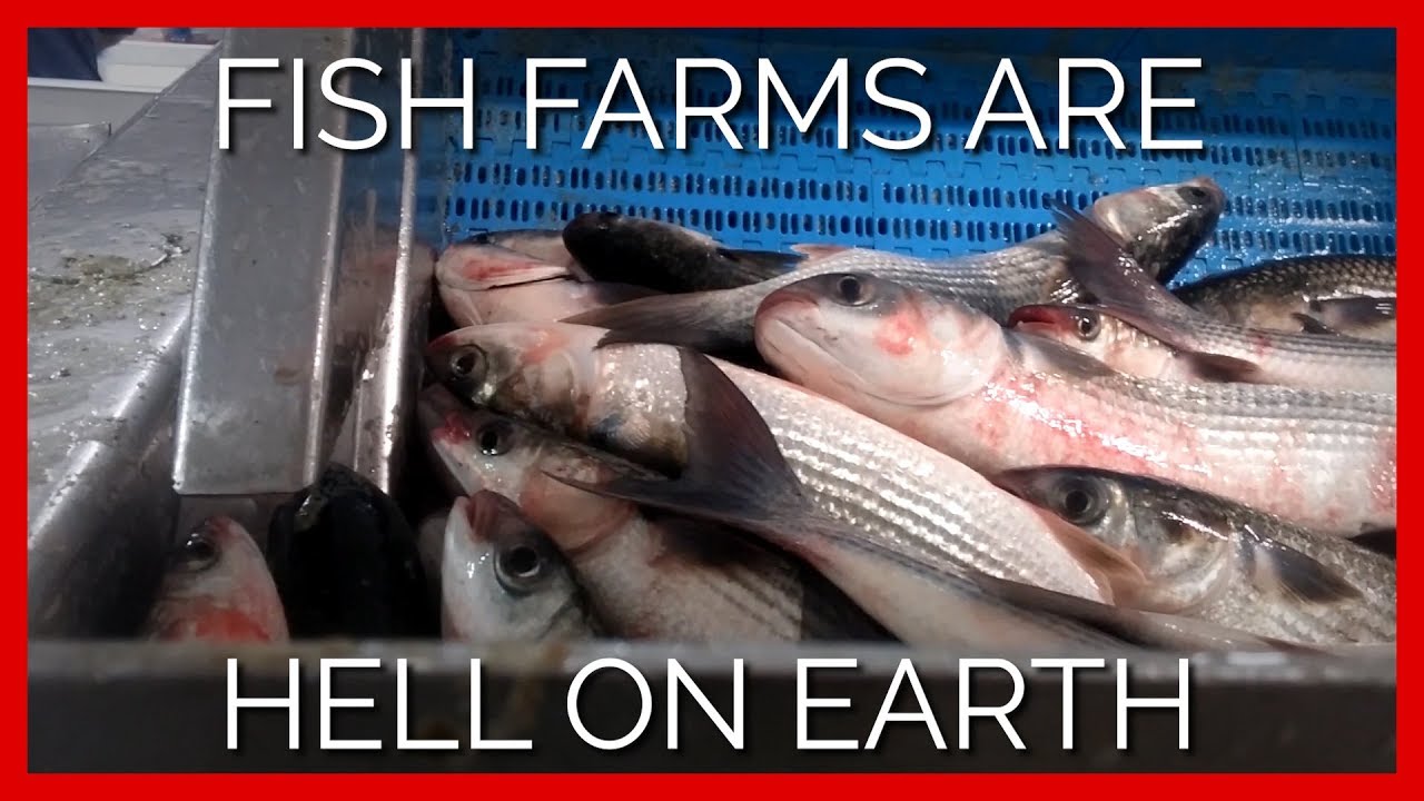 Fish on Farms Struggle to Survive - YouTube