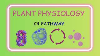 C4 pathway | C4 Photosynthesis Explained Simply ☀️