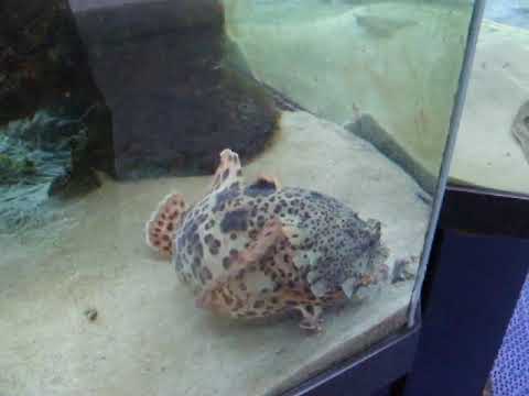 Orange Leopard Toadfish feeding .AVI - YouTube