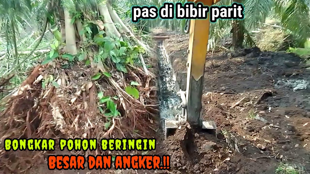 Buat parit di sawitan Robohkan kayu beringin besar saat buat parit di ...