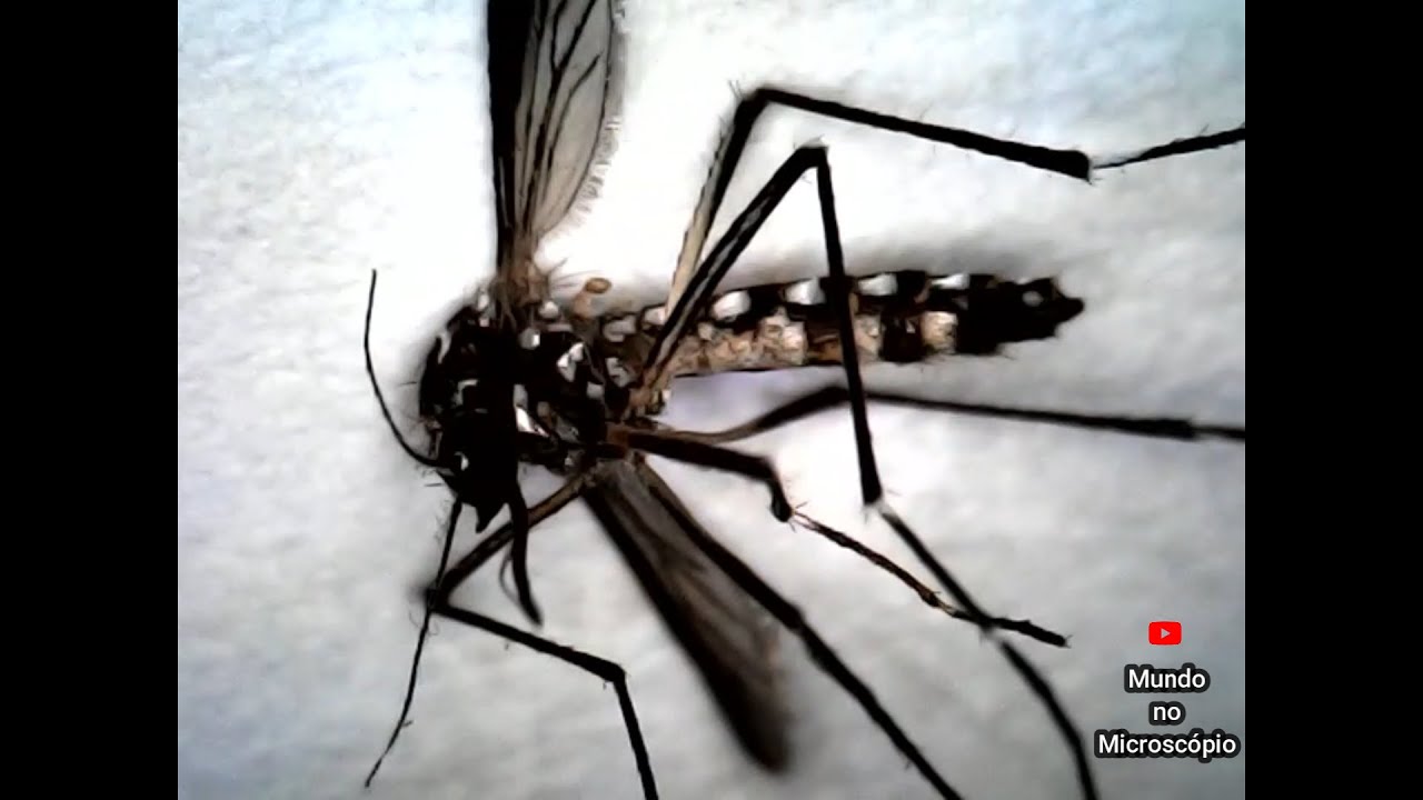 Como é o MOSQUITO da DENGUE -Aedes Aegypti - no MICROSCÓPIO - YouTube