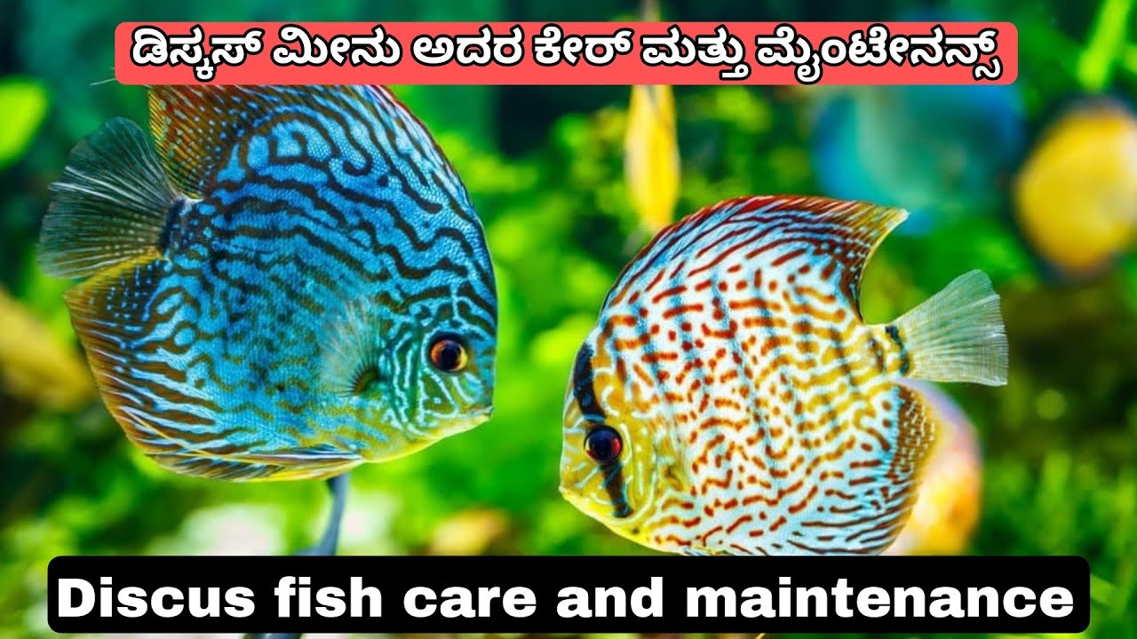 Discus Fish care and maintenance | discus fish information | FINS ...