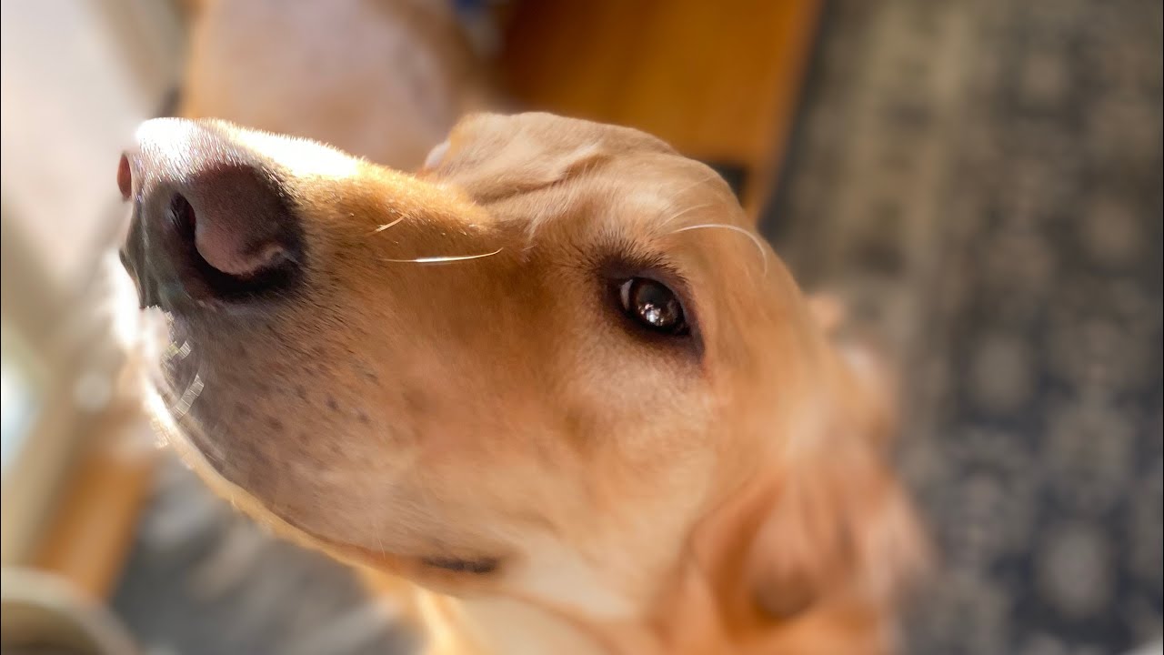 My dog Nash core ️ ️🦮🦮 - YouTube