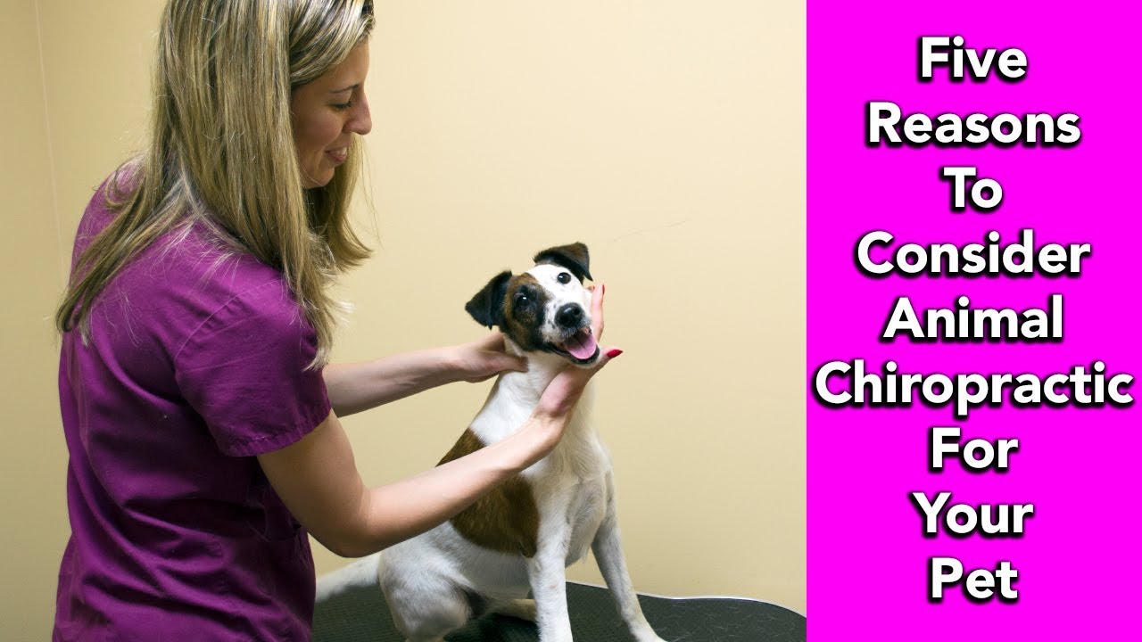 5 Reasons to Consider Animal Chiropractic For Your Pet - YouTube