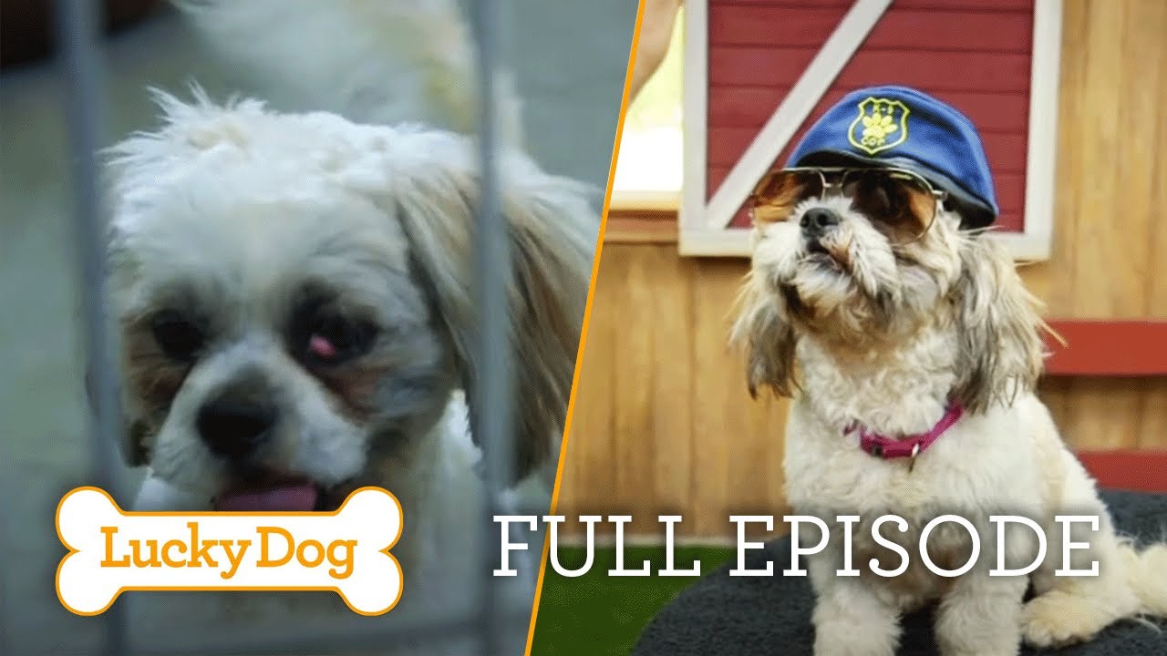 From Street to Runway Meet the LUCKY DOG Who Became a Supermodel ...