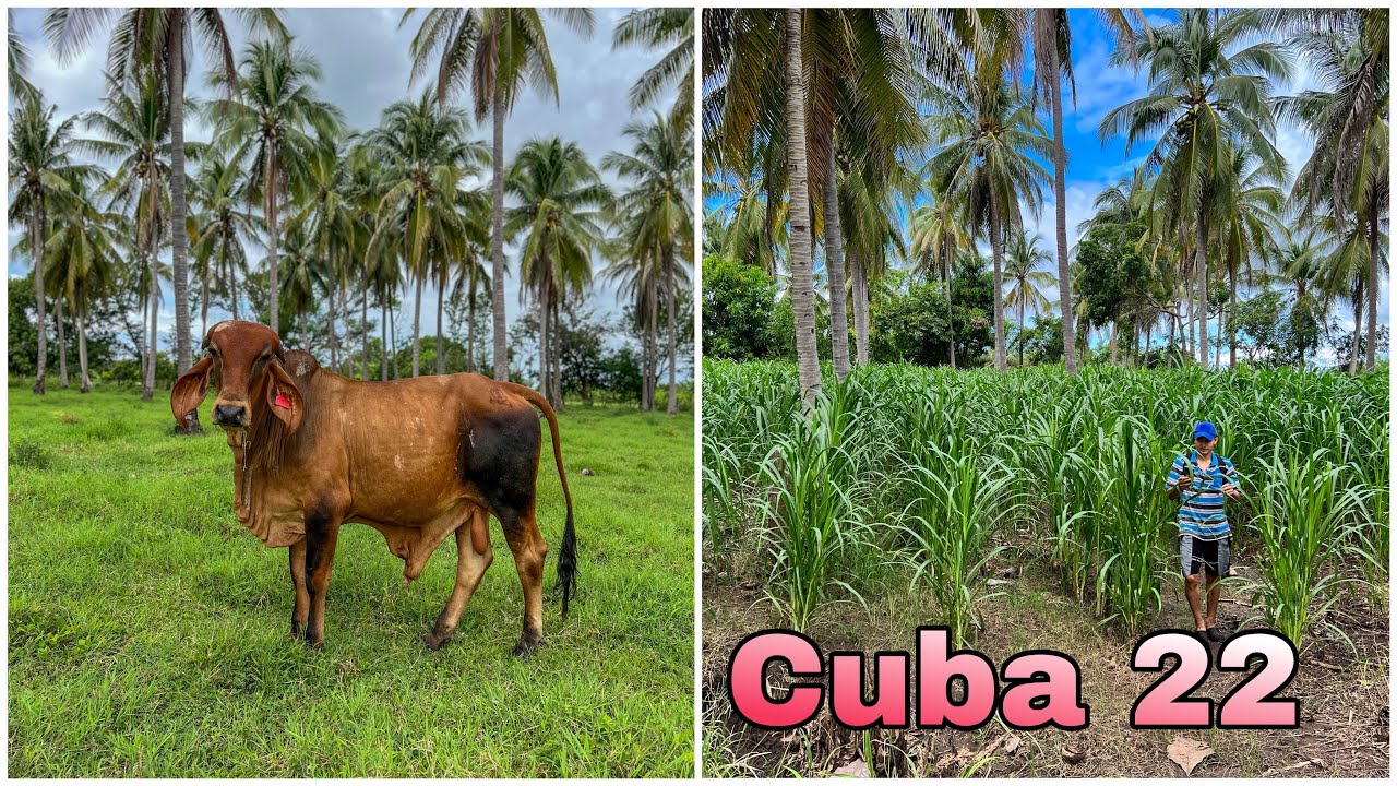Así está la Plantación de Sácate de corte Cuba 22 ( MUY BUENO PARA EL ...