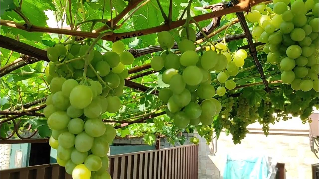 Сорт винограду Альбіна. 20.08.2023 Морозостійкий, невкривній столовий ...