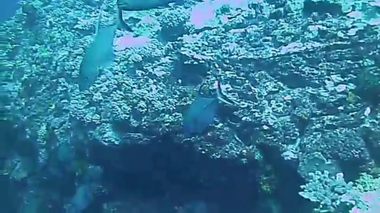 Shark Diving in Mauritius - North by Shekar Balgobin - YouTube
