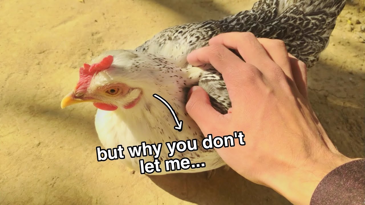 Backyard Chickens in the morning | Petting and Feeding my adorable pet ...