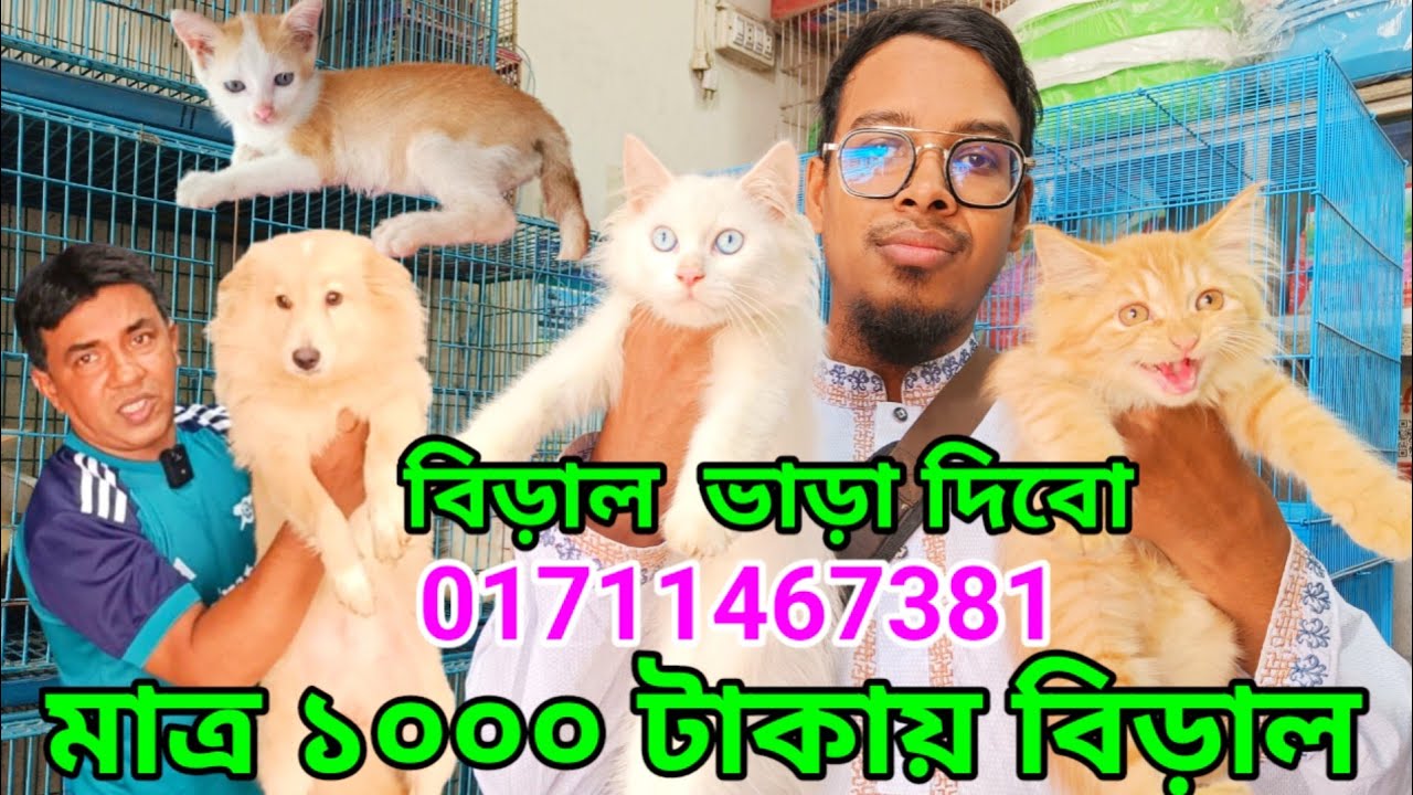 Katabon Animal market in Bangladesh | Persian Cat price in Bangladesh ...