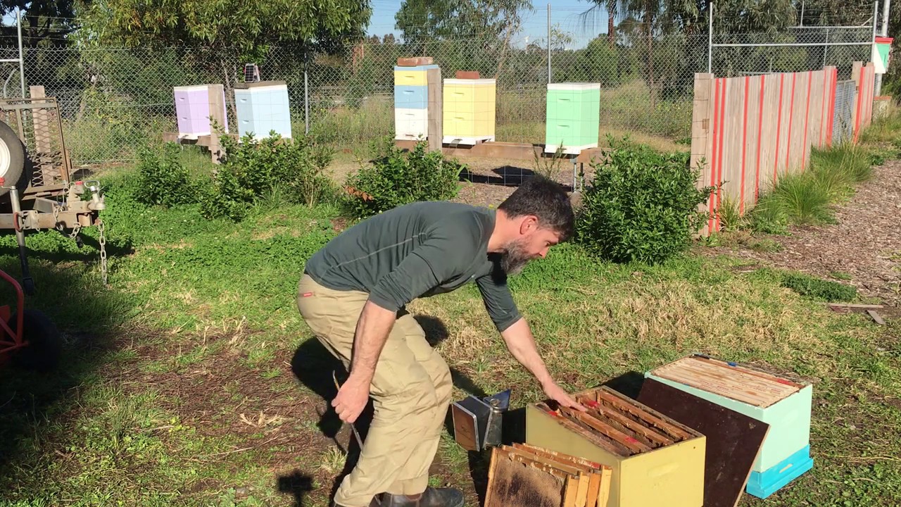 Splitting a beehive - or how to manage your bee hive swarms - YouTube