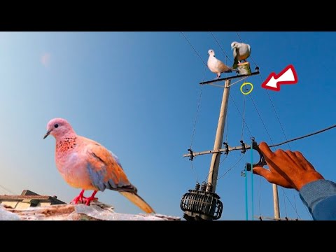 Slingshot hunting|Gulal shorts|slingshot birds Hunting|real slingshot ...