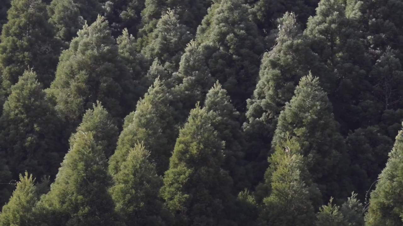 Relaxing Trees movement HD loop - YouTube
