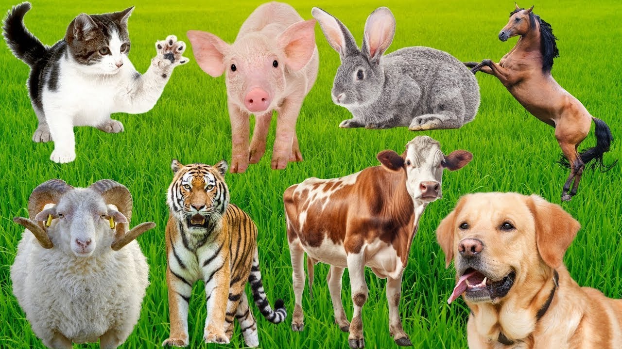 Farm Animal Life: Chicken, Cat, Horse, Dog, Cow, Duck, Pig, Rabbit ...