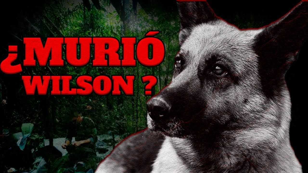 BUSCANDO A WILSON La posible RAZÓN por la que el PERRO que rescató a ...