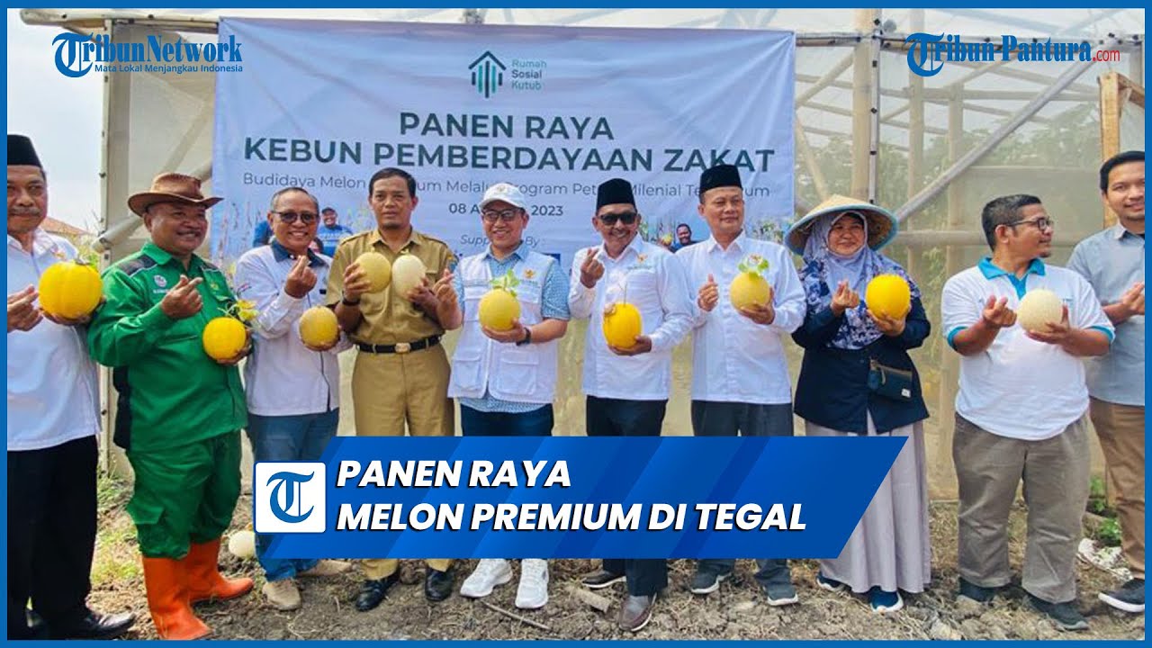 Panen Raya Melon Premium di Green House Jagasura Farm Desa Gumalar ...