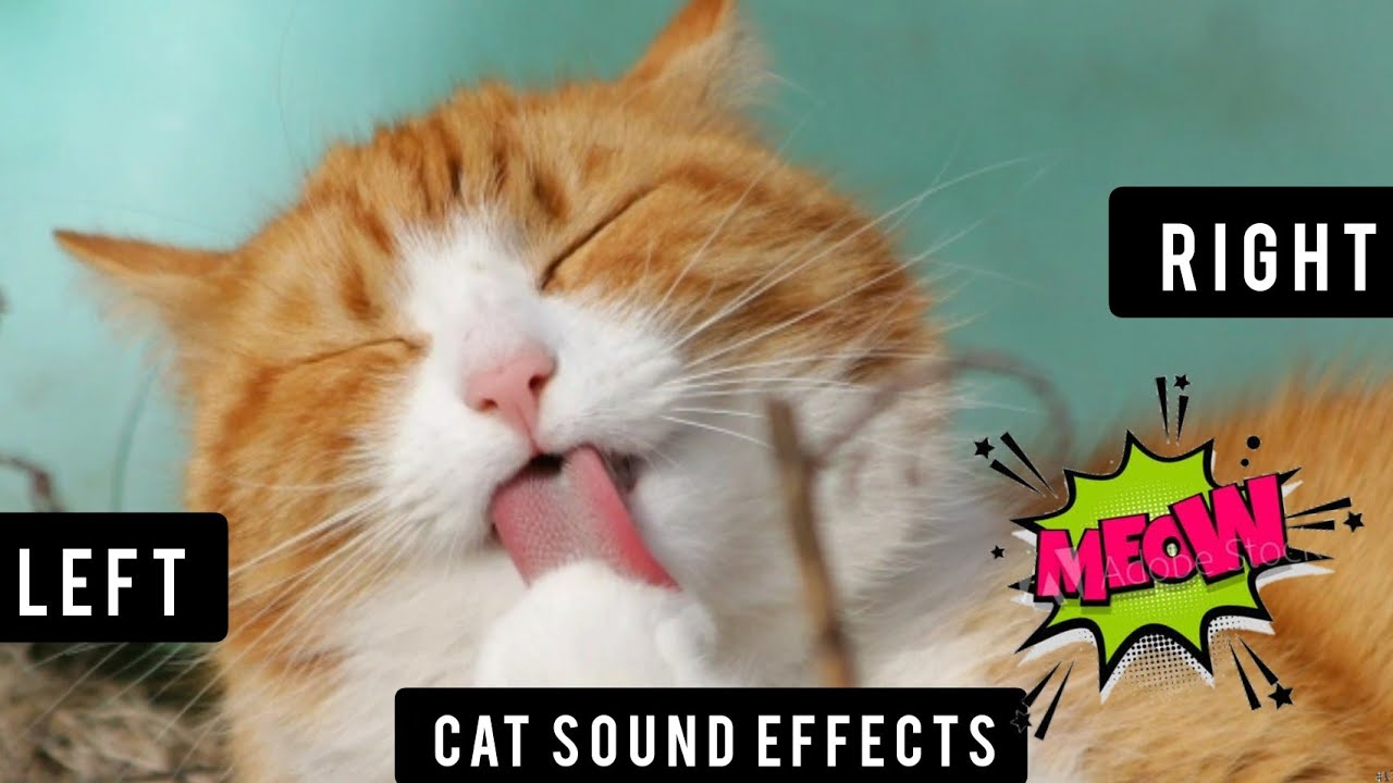 Cat Sound Effect | Funny Background Music | Free Music | No Copyright ...