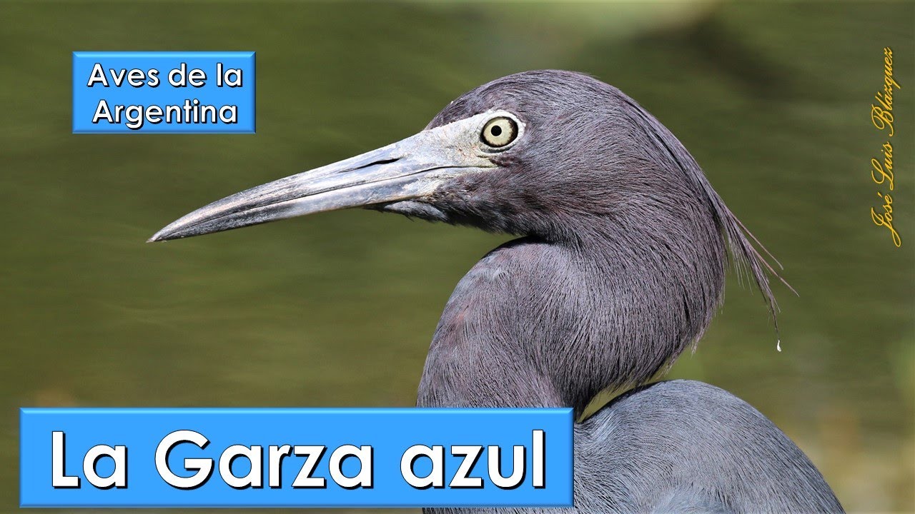 Garza azul, Little Blue Heron, (Egretta caerulea), Aves de la Argentina ...