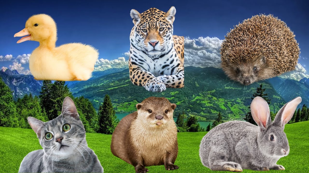 Animal Sounds Collection: Cat, Rabbit, Hedgehog, Duck, Leopard, Otter ...