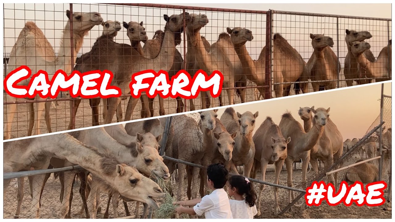 CAMEL FARM, Al Kawaneej|Dubai|UAE|Best place in UAE|Free entry - YouTube