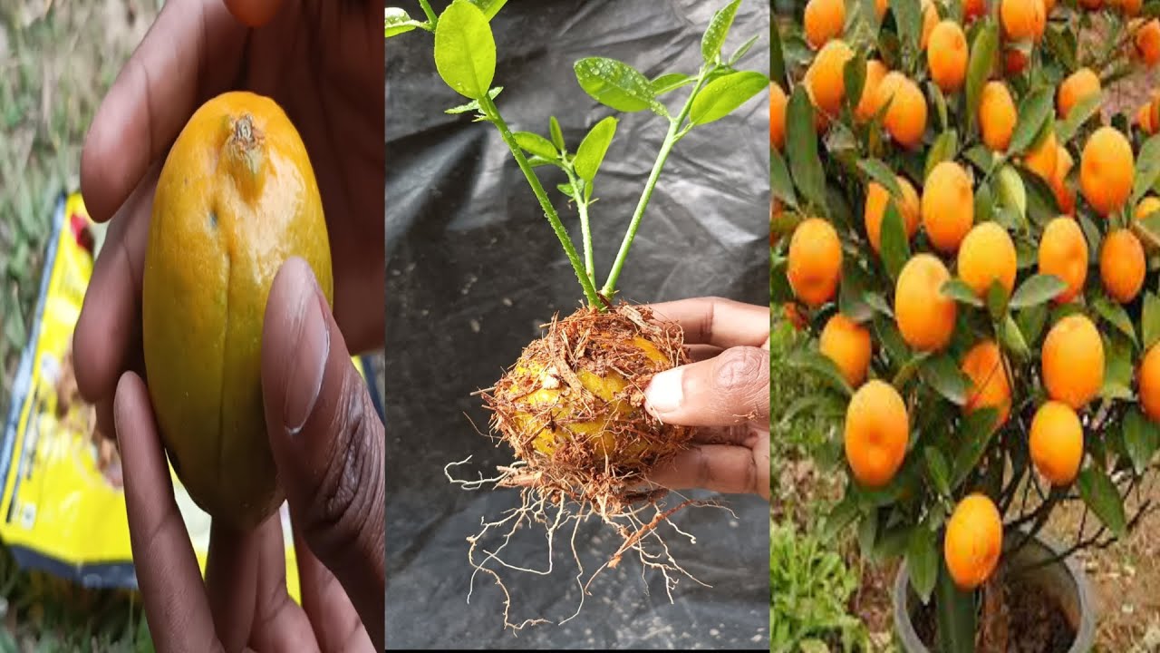 Growing orange tree from orange use coconut pit,, propagate orange tree ...