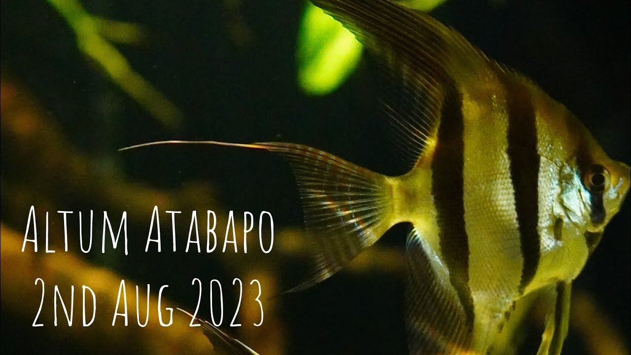 Altum Atabapo 2nd Aug 2023 - YouTube