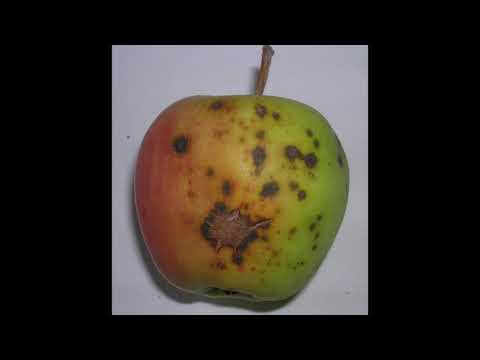 cursed apples with minecraft cave sounds - YouTube
