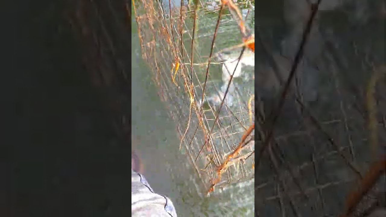 Tiger Zinga Catched with fishing Trap 🪤 By @Fisher777 - YouTube